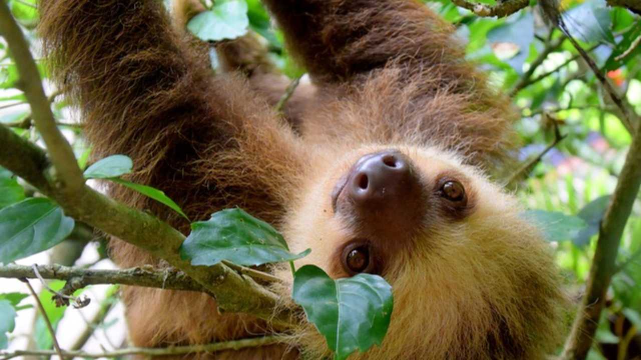 Perché il bradipo è lento? Il motivo è davvero sorprendente