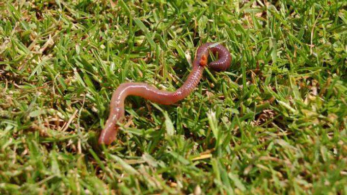 Lombrico: specie, anatomia, riproduzione, cosa mangia