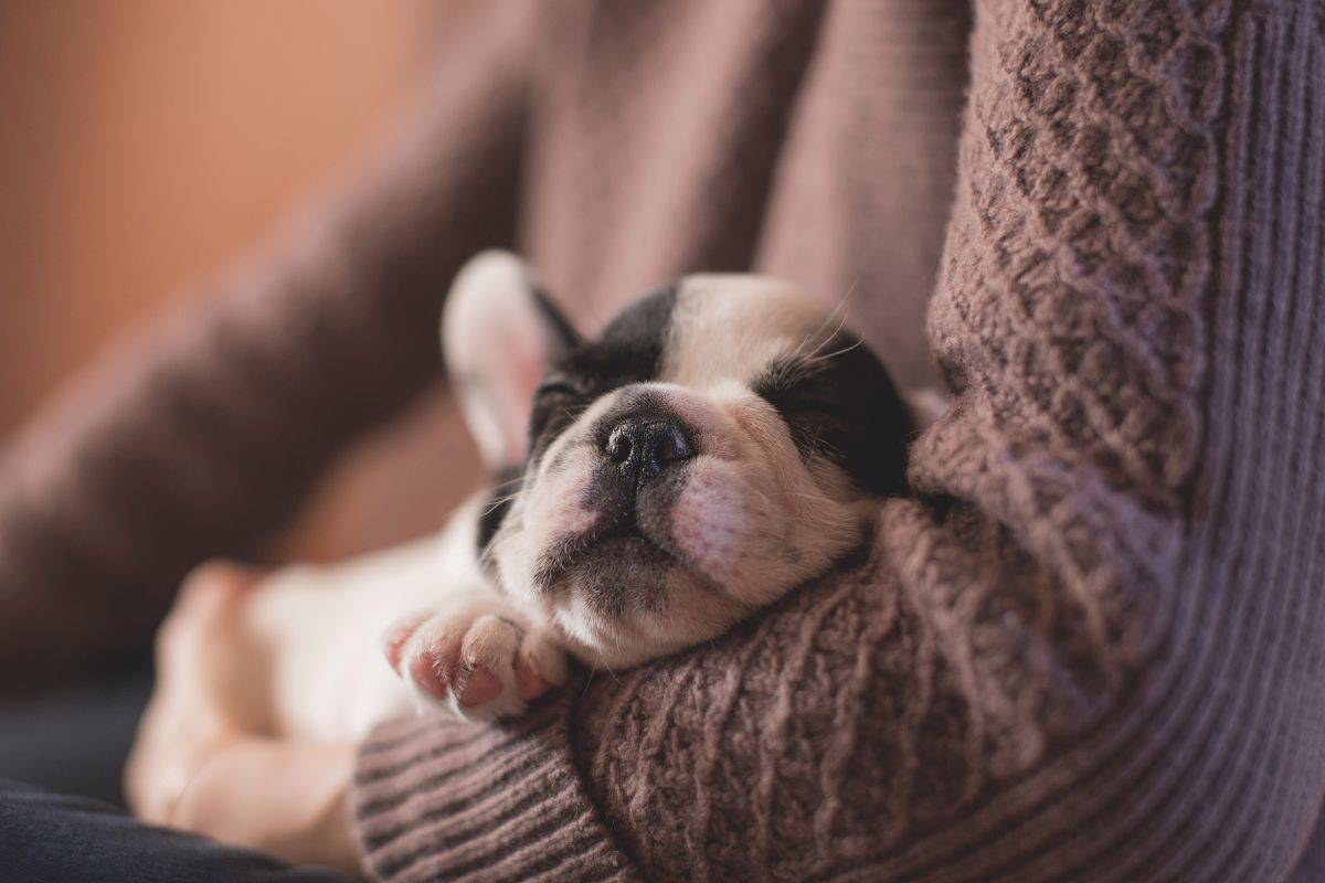 Timoma nel cane: tutti i sintomi, le cause e il trattamento di questa ...