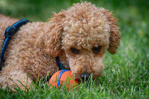 Cani mini toy: quali sono le razze canine più piccole e le loro ...