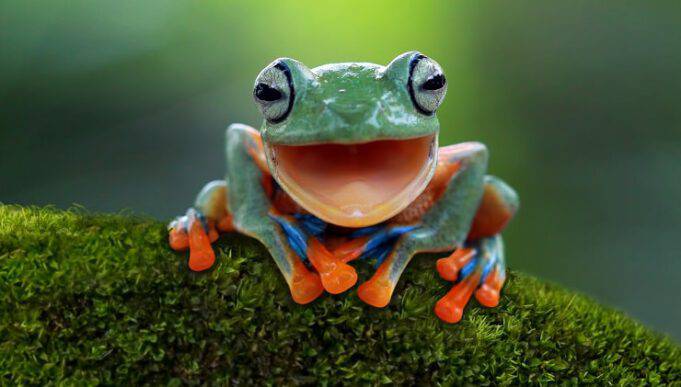 Com'è fatta la lingua degli animali? Ecco alcune lingue "curiose"