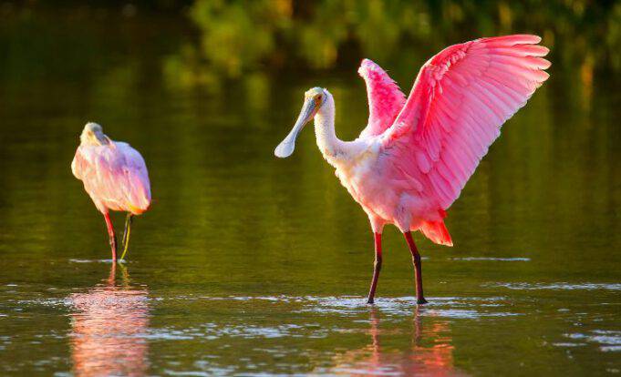Animali di colore rosa: caratteristiche e curiosità dei più strani