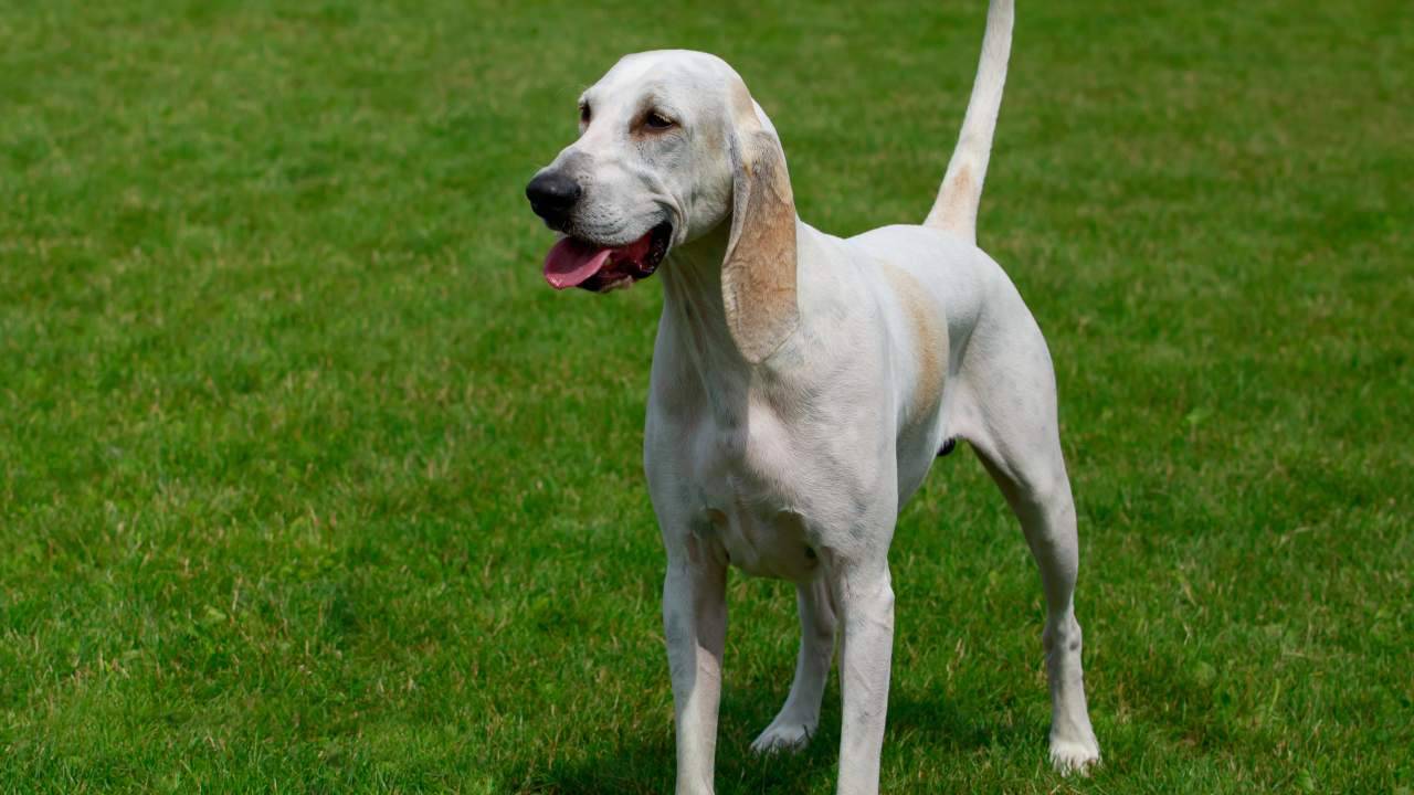 Curiosità sul Billy: nome, origini, aspetto fisico e tanto altro