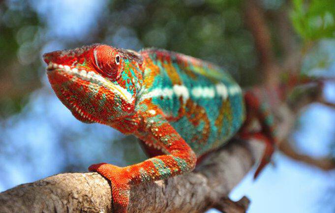 Camaleonte: caratteristiche, prezzo, habitat, nuove specie