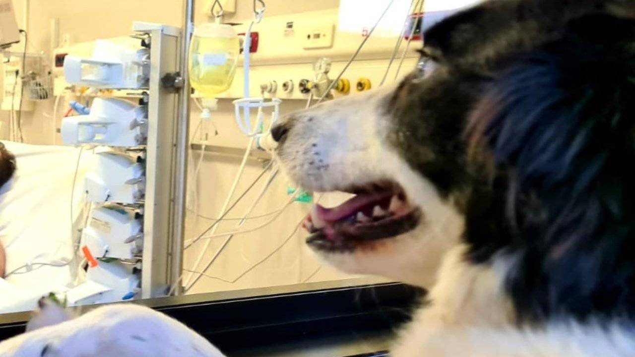 Chicca, la visita dal cane è il miglior "farmaco" per l'uomo colpito ...