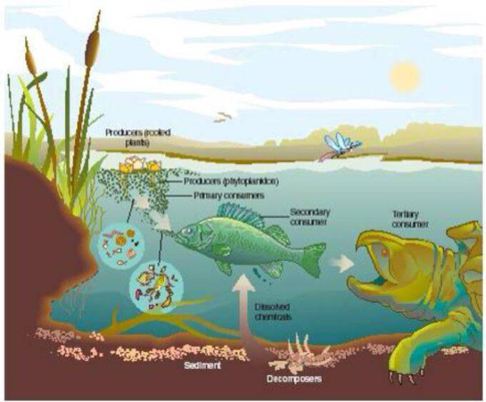 Catena alimentare marina: come funziona e quali animali la formano