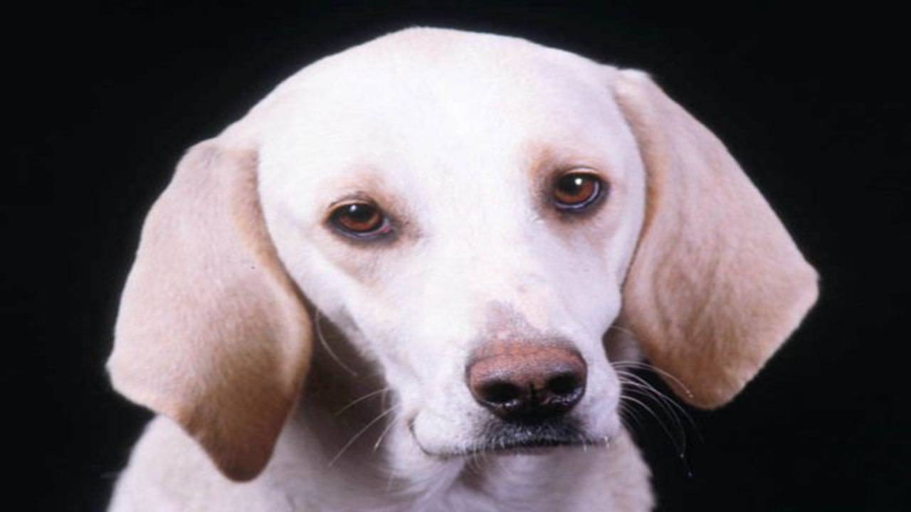 Alimentazione del Billy: cosa mangia, dosi e tipi di dieta