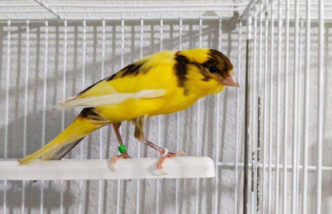 Gli acari nei canarini: come individuarli e saperli combattere