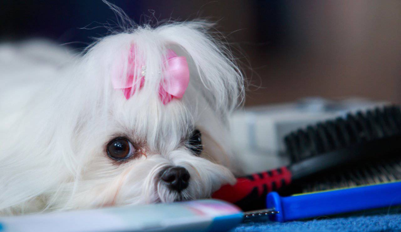 Problemi vaginali nel cane: le cause, i sintomi e il trattamento