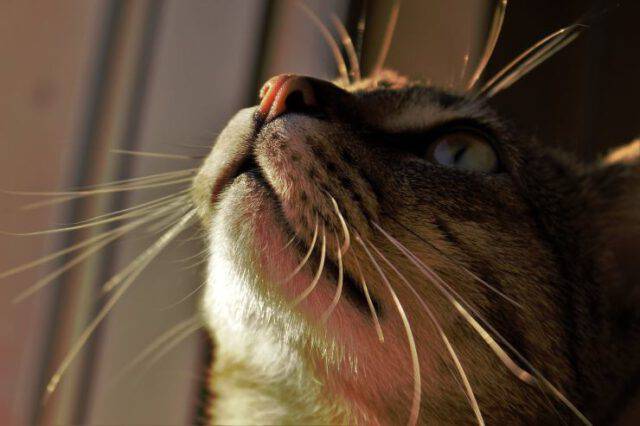 Paresi nel gatto: tutto quello che è importante conoscere per la sua salute