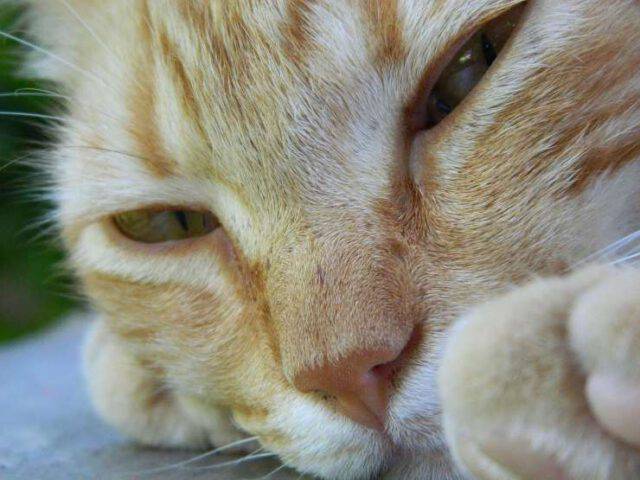 Gatto è innamorato: i segnali per capirlo e tutto su questo sentimento