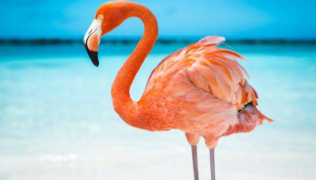 Animali colorati: 10 foto per la giornata mondiale del colore 2021