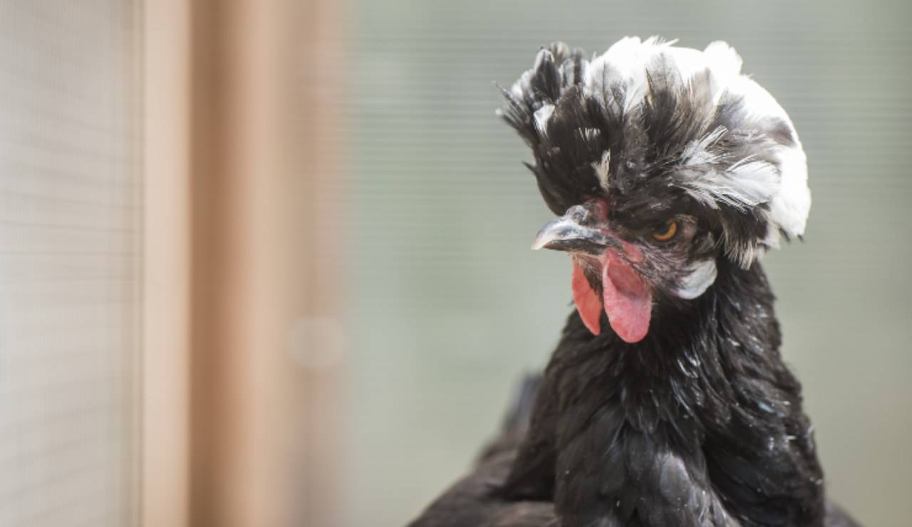 Gallina ornamentale olandese ciuffata: specie rara da cortile