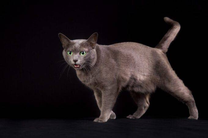 Razze di gatti: quali sono e che caratteristiche presentano
