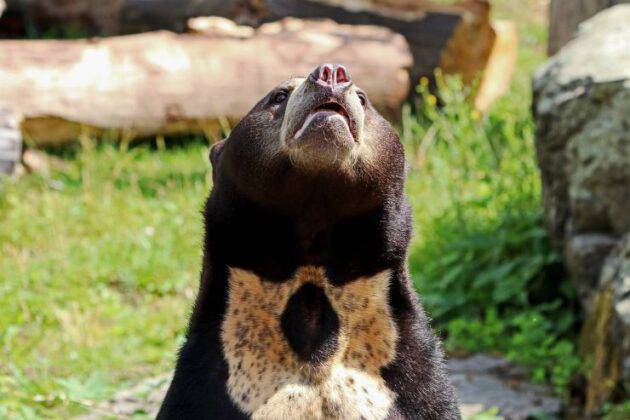 Animali con la lingua lunga: specie uniche superdotate per natura