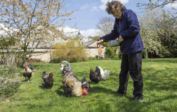 Gallina ornamentale olandese ciuffata: specie rara da cortile