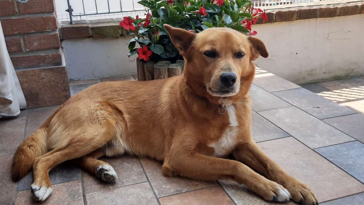 Il cane Leo, una vita passata in catena: ora cerca casa