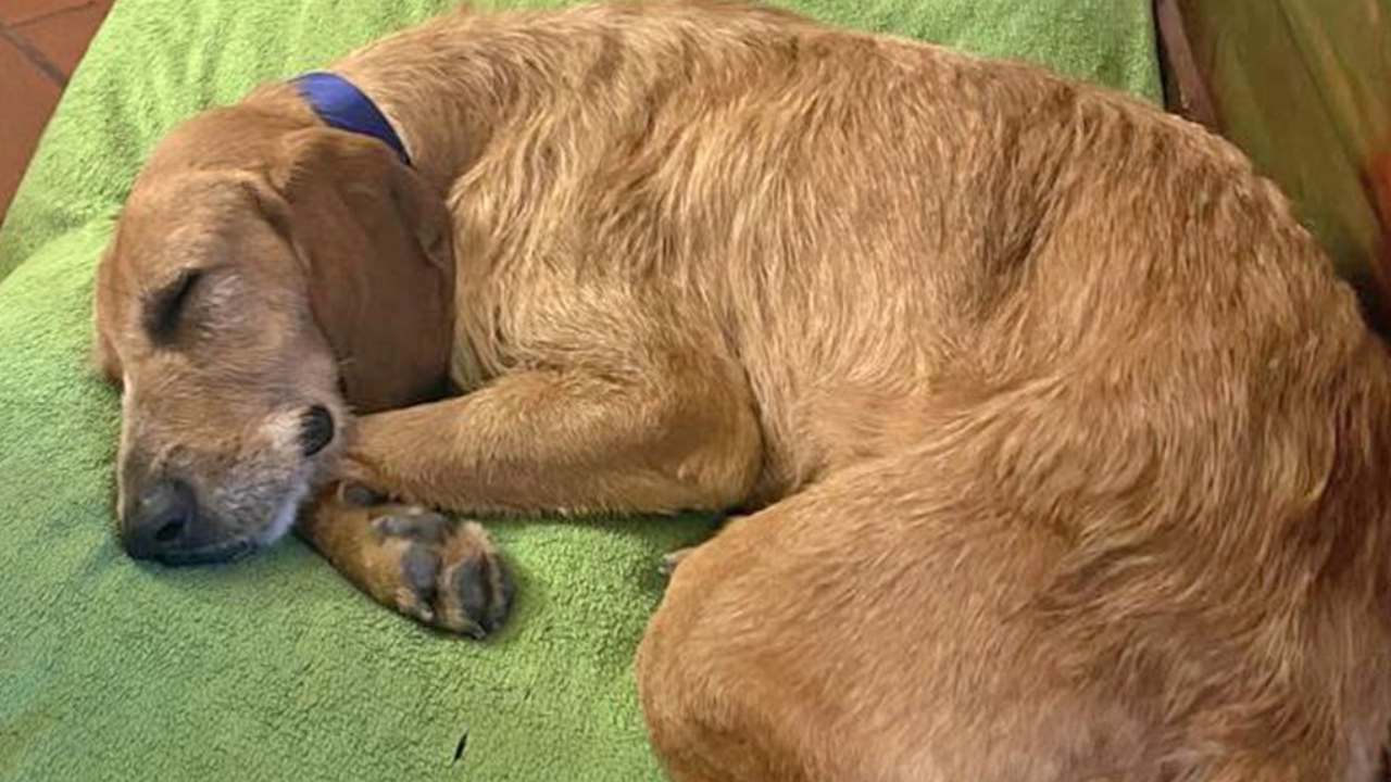 Pluto, il cane ritrovato a terra pelle e ossa: è tornato a riprendersi ...