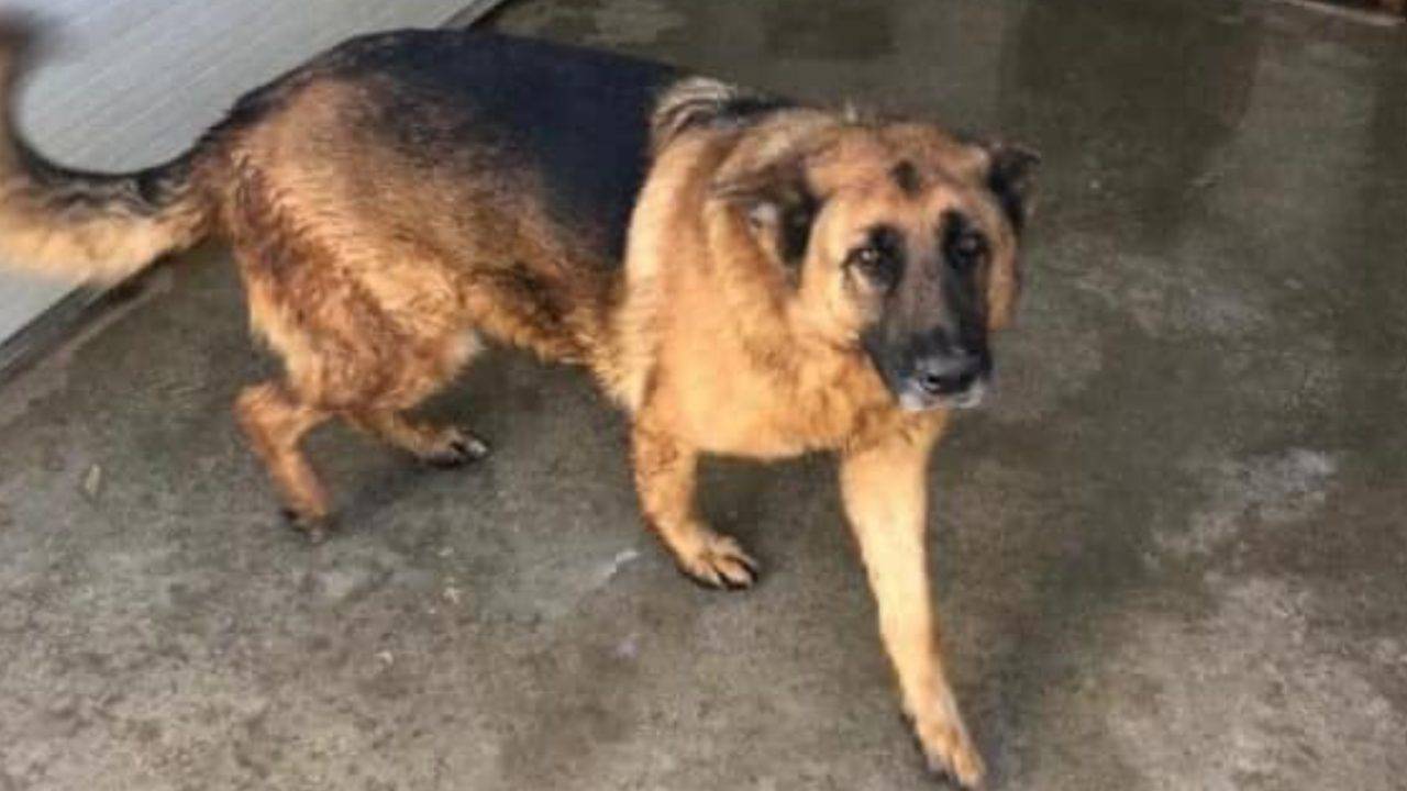 Il cane Rex, allontanato da Lampedusa: ha trovato una casa