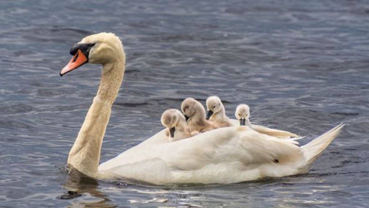 Un cigno maschio accudisce i suoi cuccioli da solo dopo la brutta notizia