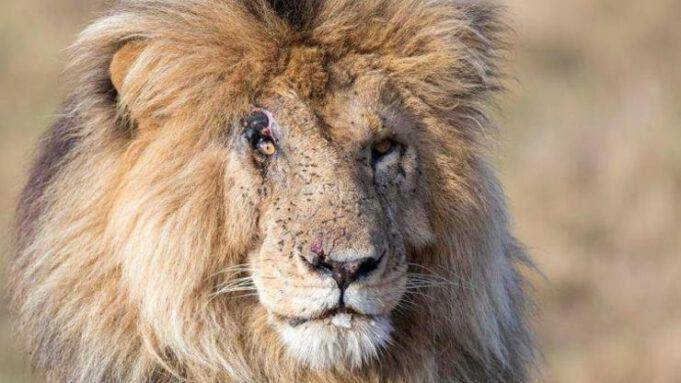 Addio a Scarface, il leggendario leone dell'Africa: aveva 14 anni