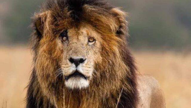 Addio a Scarface, il leggendario leone dell'Africa: aveva 14 anni