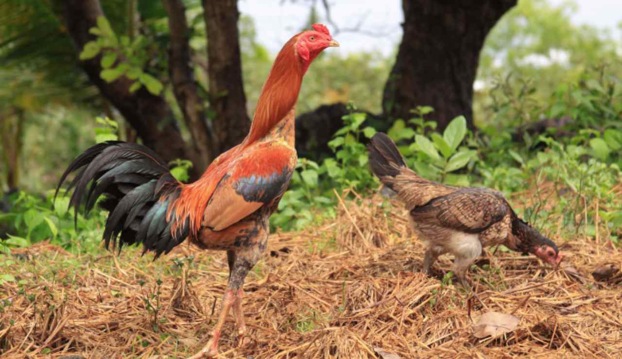 Gallina Bantam Giavanese: specie rara da cortile e da giardino