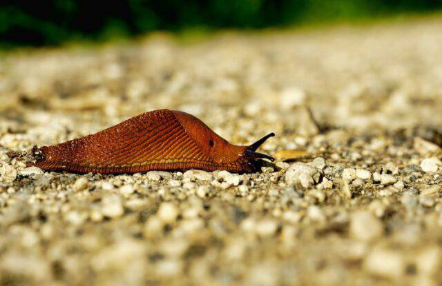 Animali senza zampe: caratteristiche e curiosità dei 4 più famosi