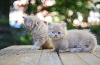 Gatto Munchkin: prezzo, carattere, cura, alimentazione, salute, curiosità