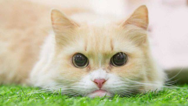 Gatto Munchkin: prezzo, carattere, cura, alimentazione, salute, curiosità