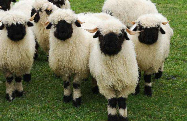 Pecora dal naso nero del Vallese: specie rara da cortile e da giardino