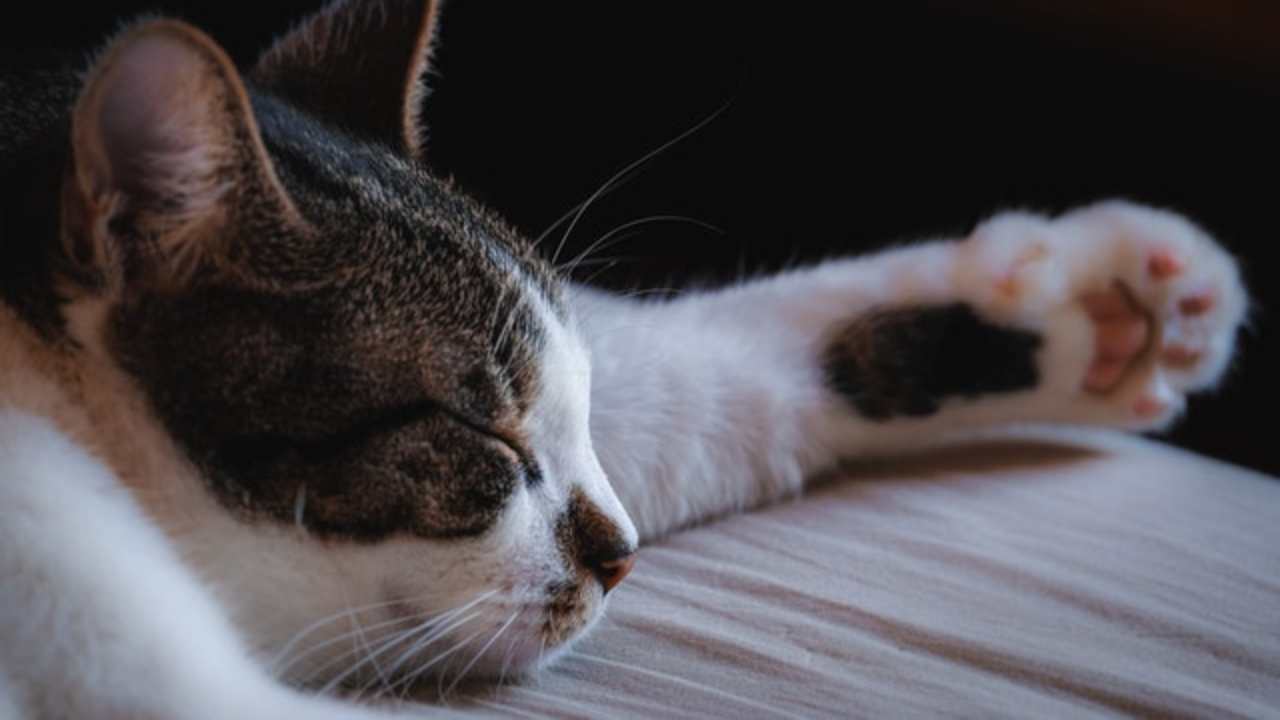 Pododermatite nel gatto: cause, sintomi e trattamento