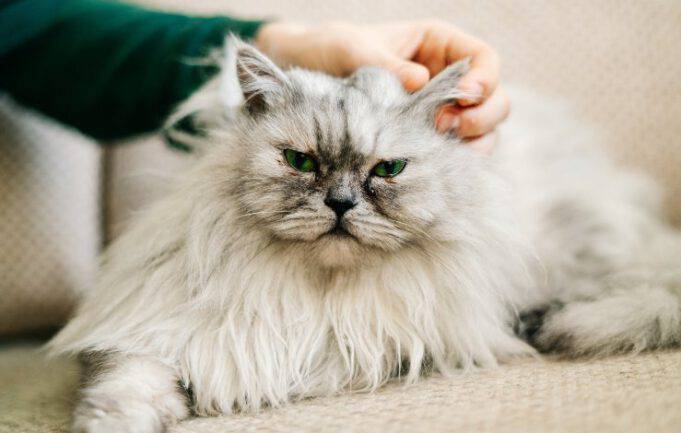 Scottish Straight Longhair: prezzo, cuccioli, carattere, curiosità, salute