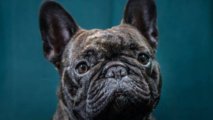 Razze di cani brachicefale: cani con muso schiacciato alla riscossa