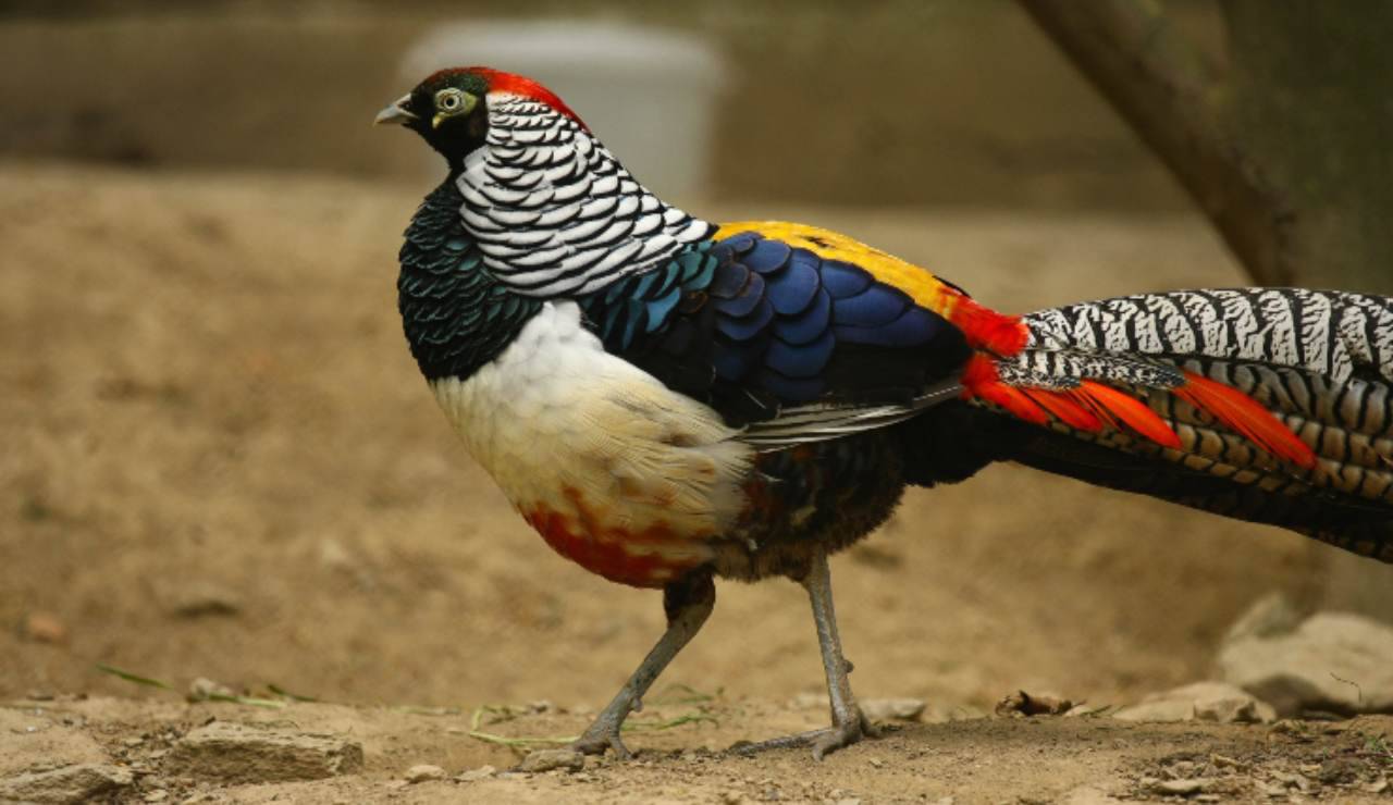 Il fagiano di Lady Amherst: specie ornamentale rara da cortile