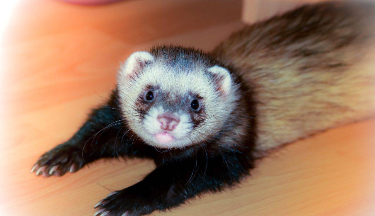 Perché il furetto si mette in posizione piatta sul pavimento?