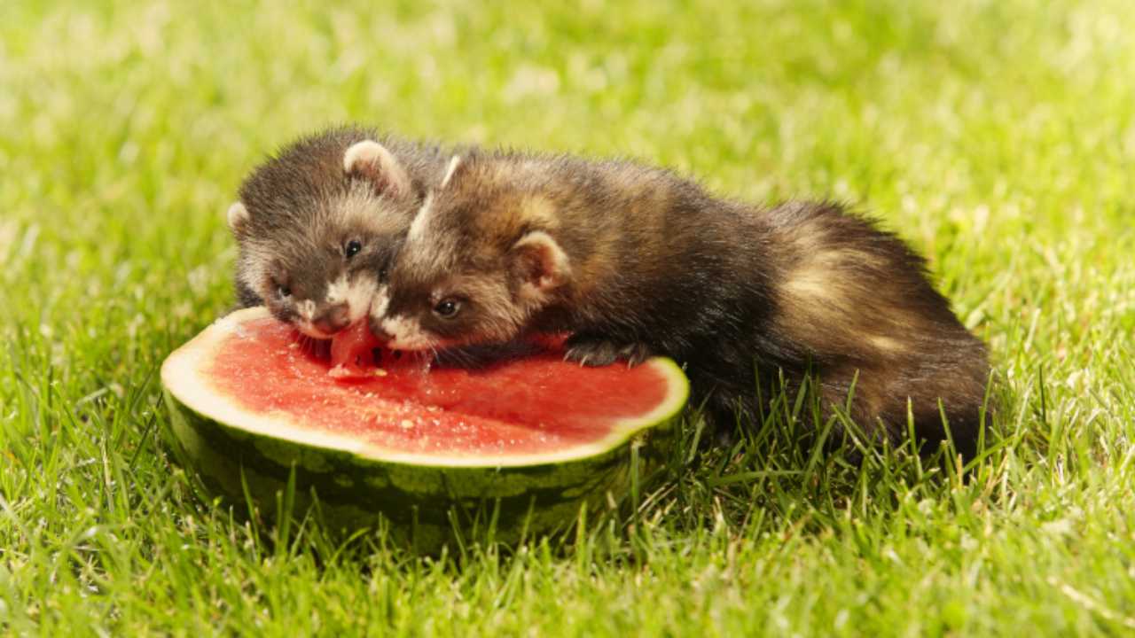 Il furetto può mangiare l'anguria? Tutto ciò che devi sapere