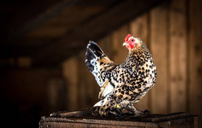 Gallina Nana Calzata: specie ornamentale rara da cortile e da giardino