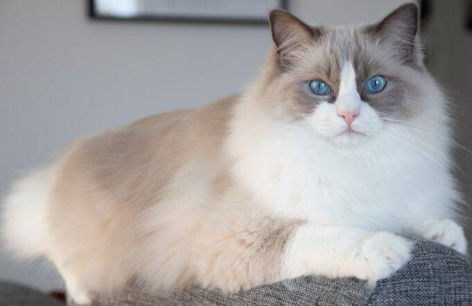 Ragdoll: prezzo, cuccioli, carattere, salute, alimentazione, curiosità