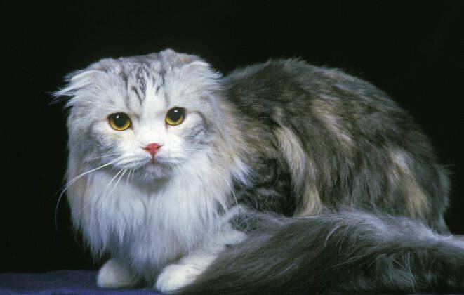 Scottish Fold Longhair: cuccioli, prezzo, carattere, salute, curiosità
