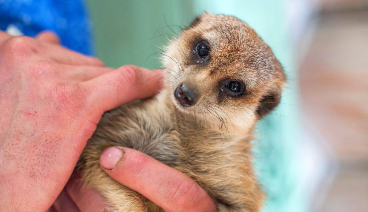Il suricato può mangiare le uova sode? L'alimentazione della mangusta