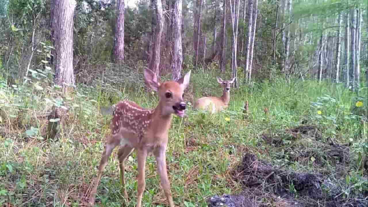 L'adorabile e potente energia del piccolo cerbiatto (VIDEO)