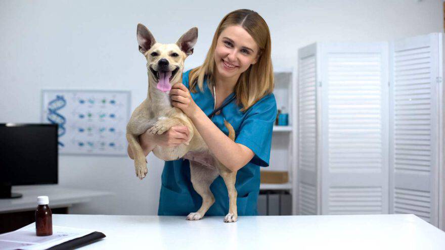 Differenze tra cane intero e cane castrato: pro e contro della castrazione