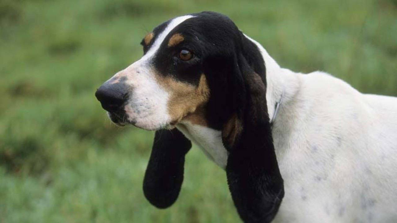 Razze compatibili con l'Ariégeois: quali sono e quelle da evitare
