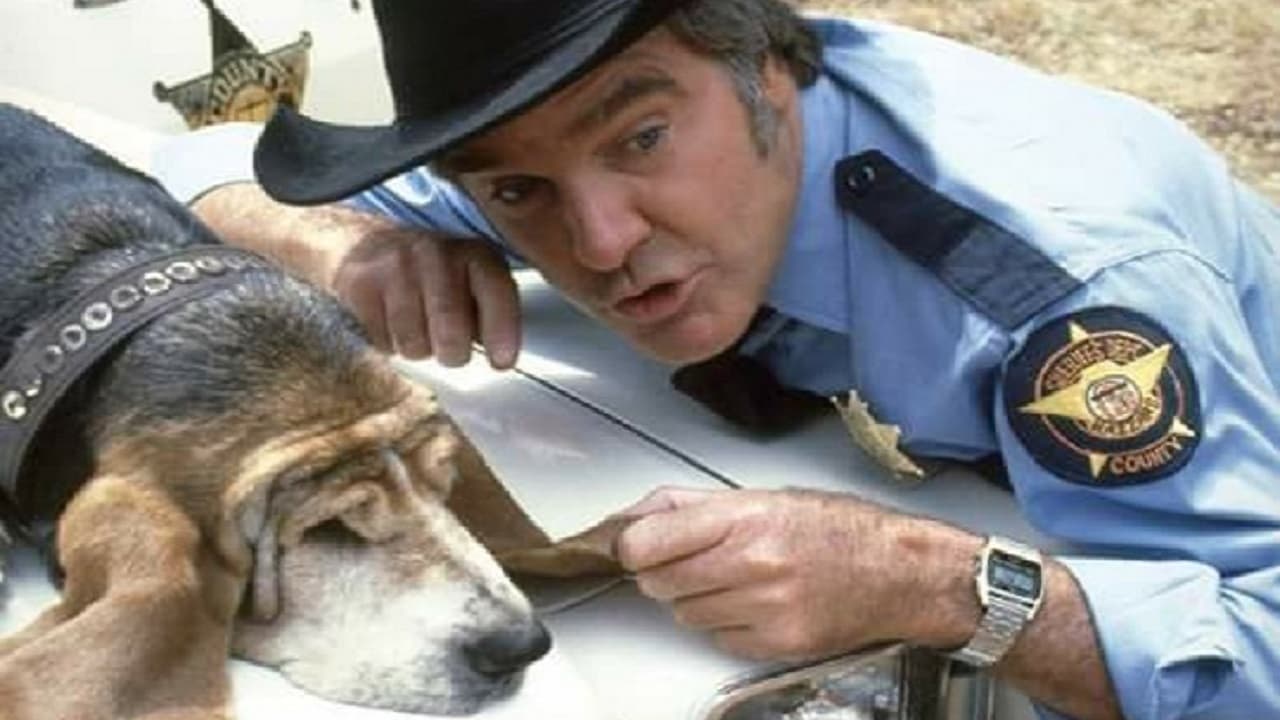 Cane Boss Hogg in Hazzard: nome, razza, caratteristiche e curiosità