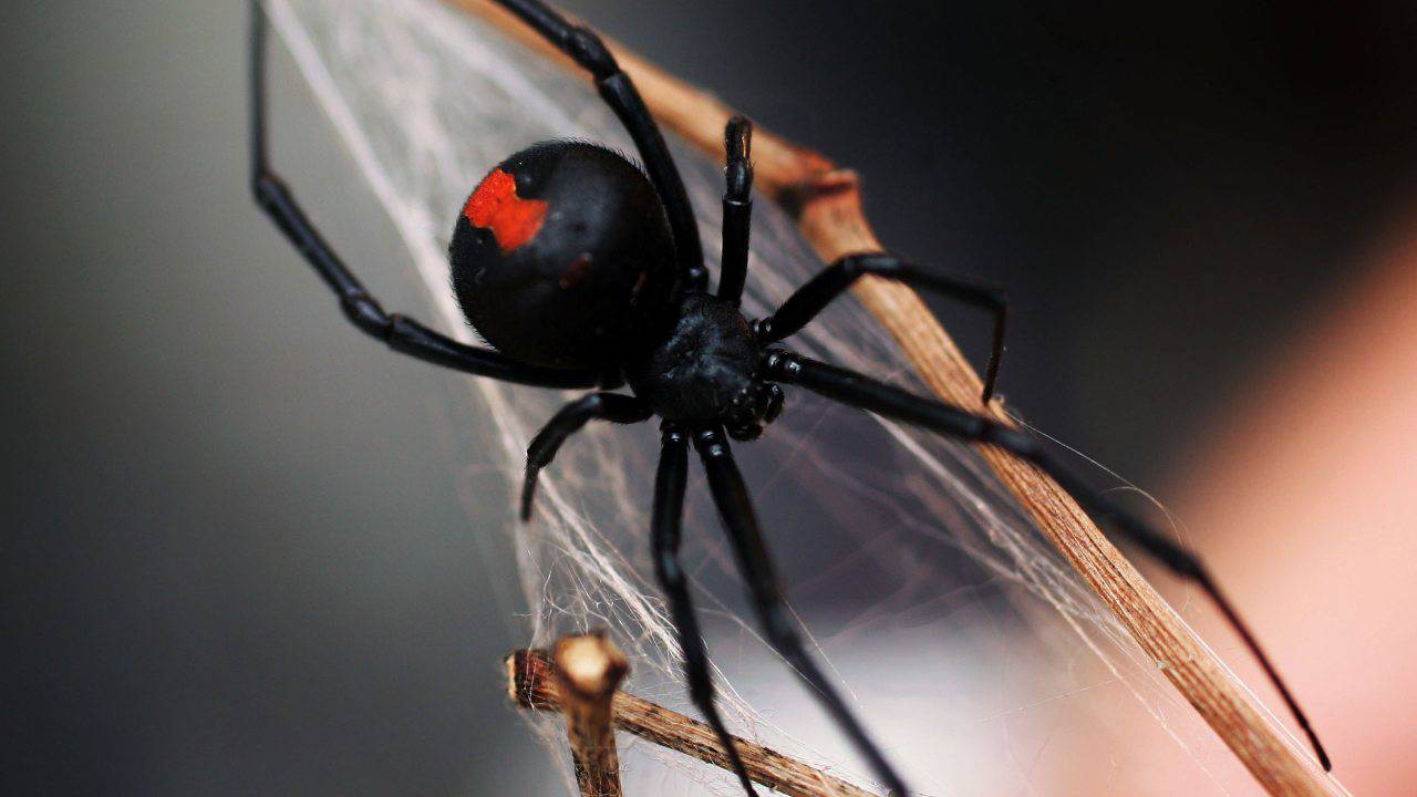 I ragni differenziano gli animali dagli oggetti: come ci riescono