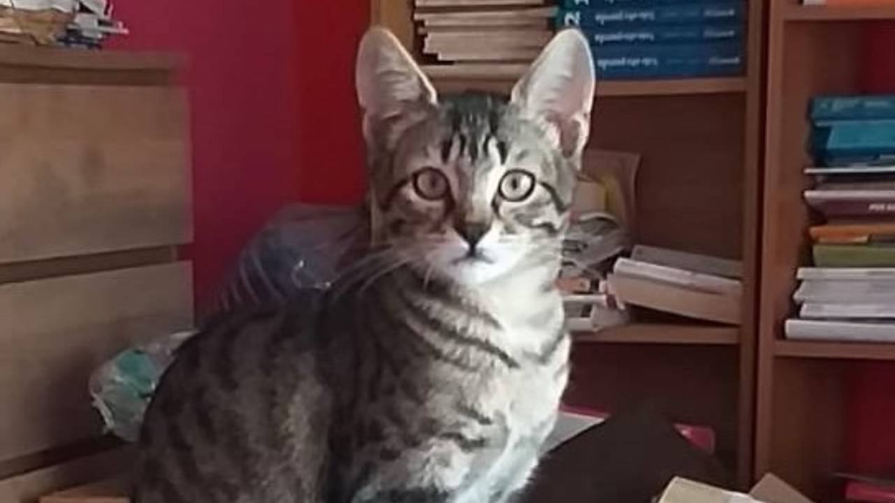 Sasha, la gatta nata "invisibile": cerca una famiglia