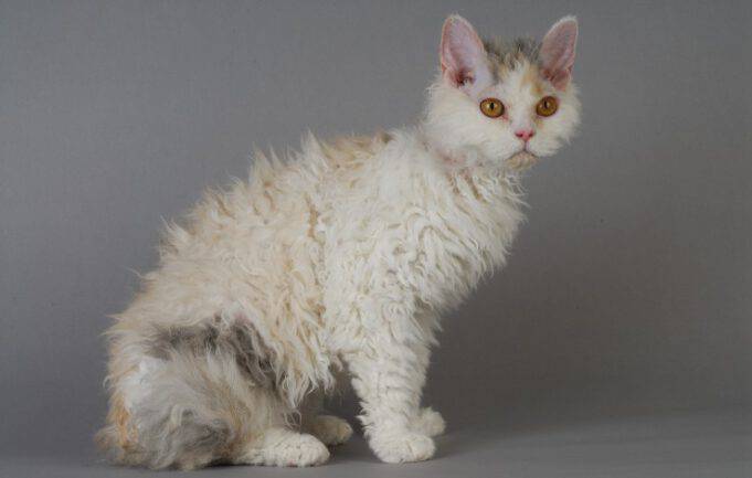 Selkirk Rex: prezzo, cuccioli, carattere, aspetto, salute, curiosità
