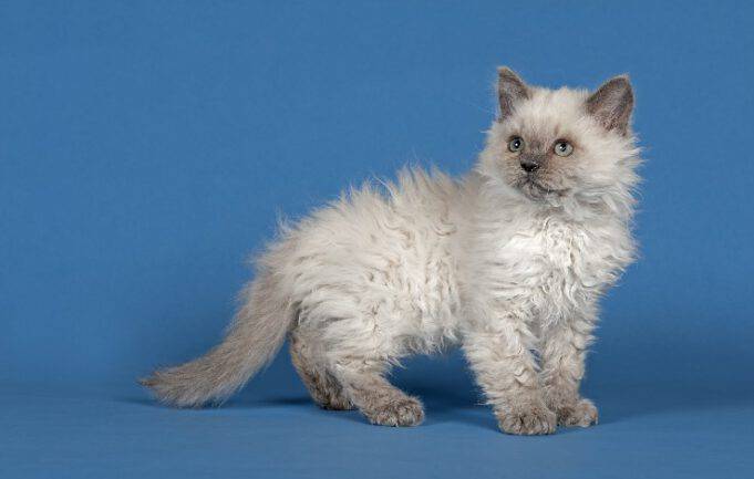 Adottare un Selkirk Rex: carattere, proprietario, stile di vita ideale