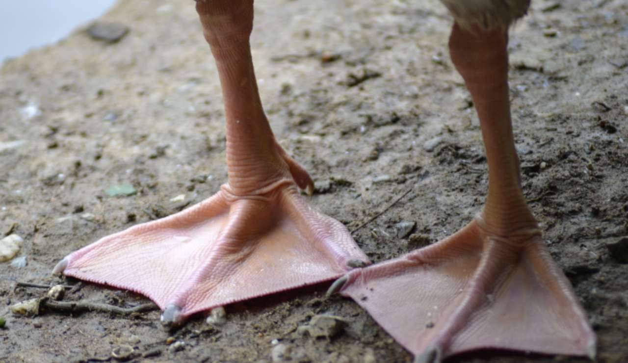 Animali con le zampe palmate: curiosità e nozioni sulle specie dotate